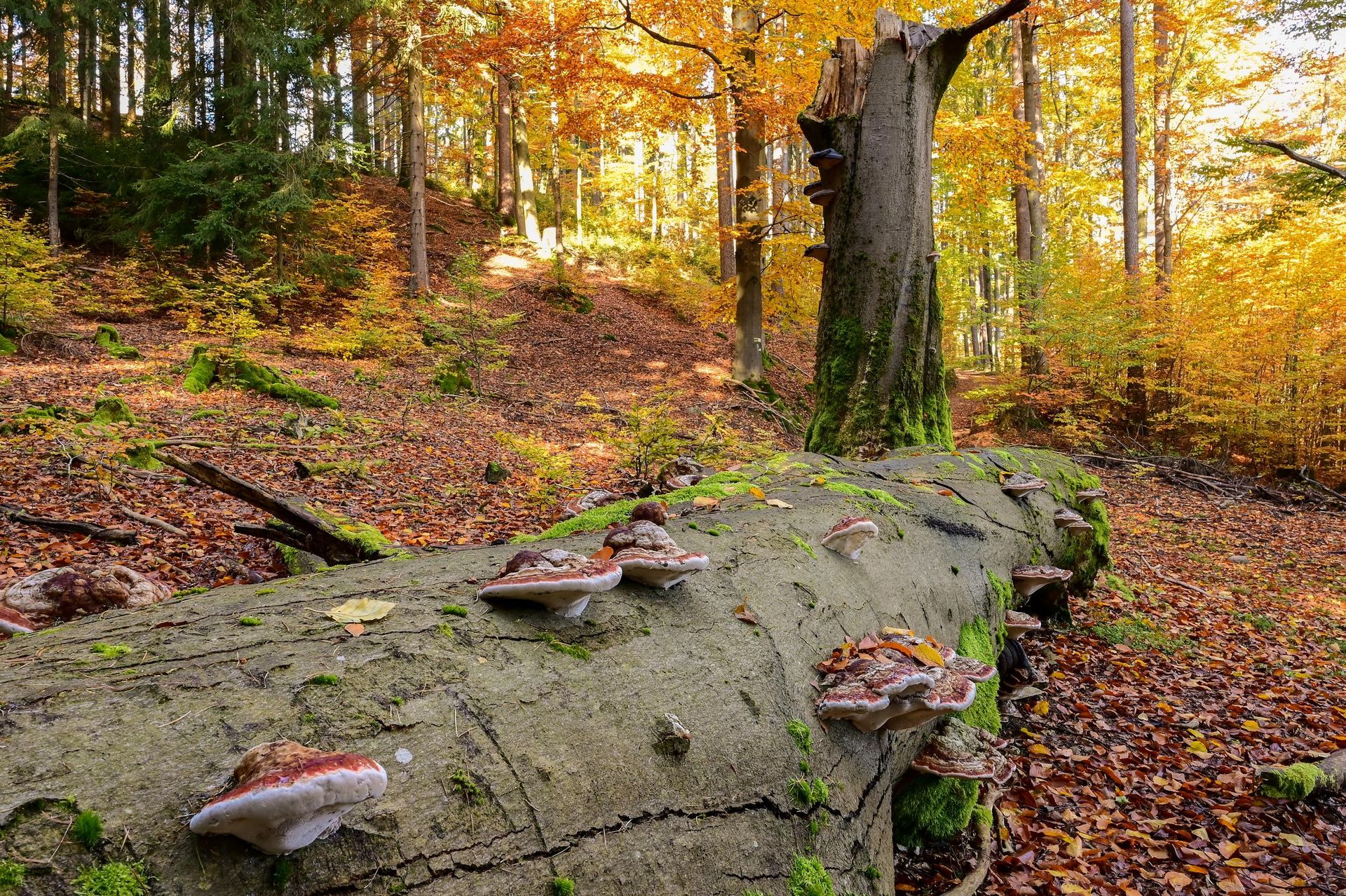Leben im Totholz ? - BUND Naturschutz Tirschenreuth