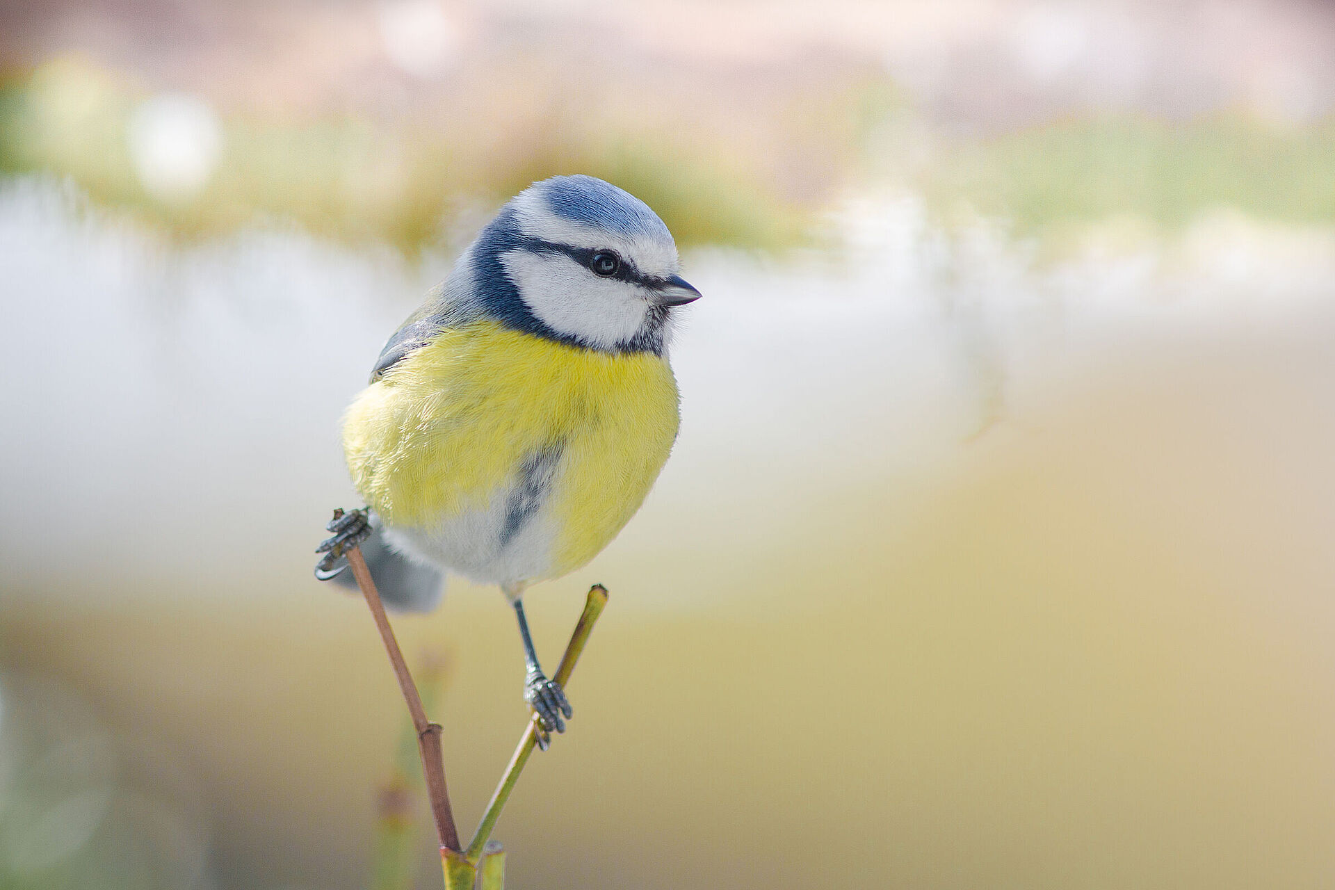 Stunde der Gartenvögel - BUND Naturschutz in Bayern e.V.